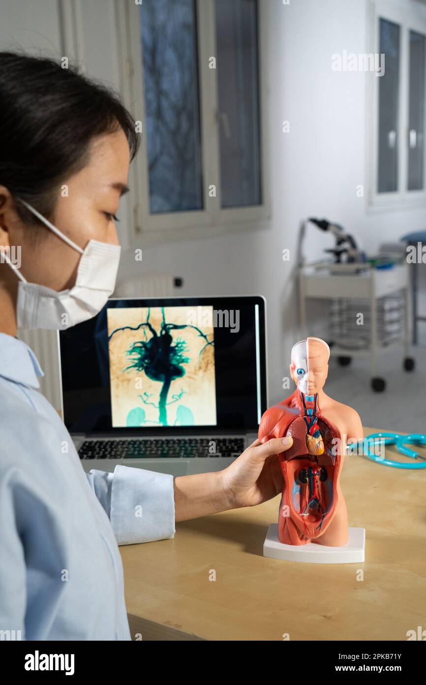 Anatomical mannequin female hi-res stock photography and images - Alamy