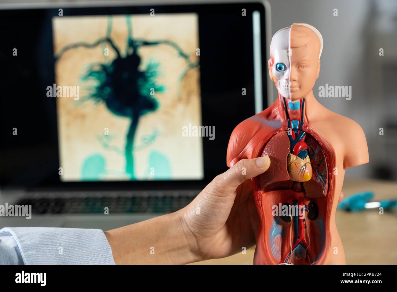 Anatomical mannequin female hi-res stock photography and images - Alamy