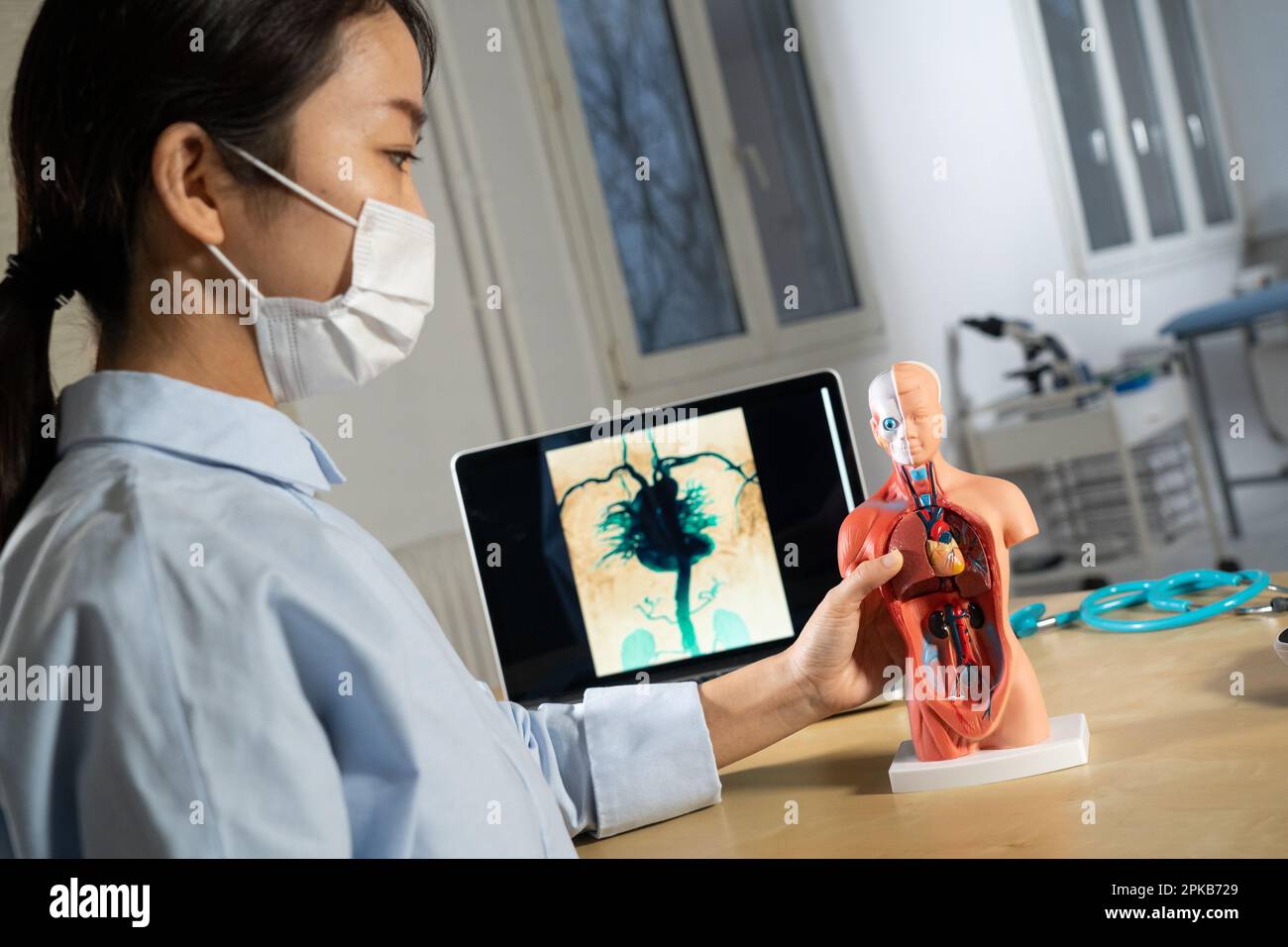 Anatomical mannequin for teaching human organs Stock Photo - Alamy