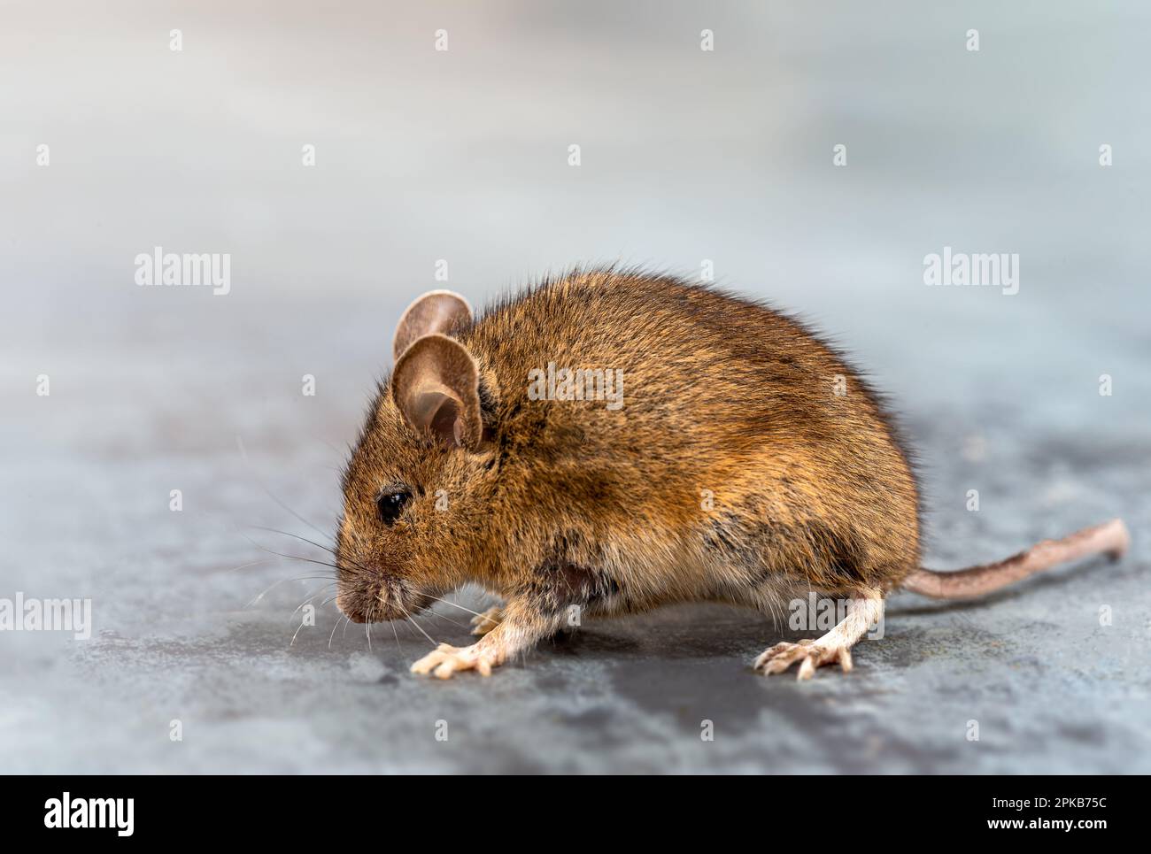 Field mouse - close-up, profile view Stock Photo - Alamy