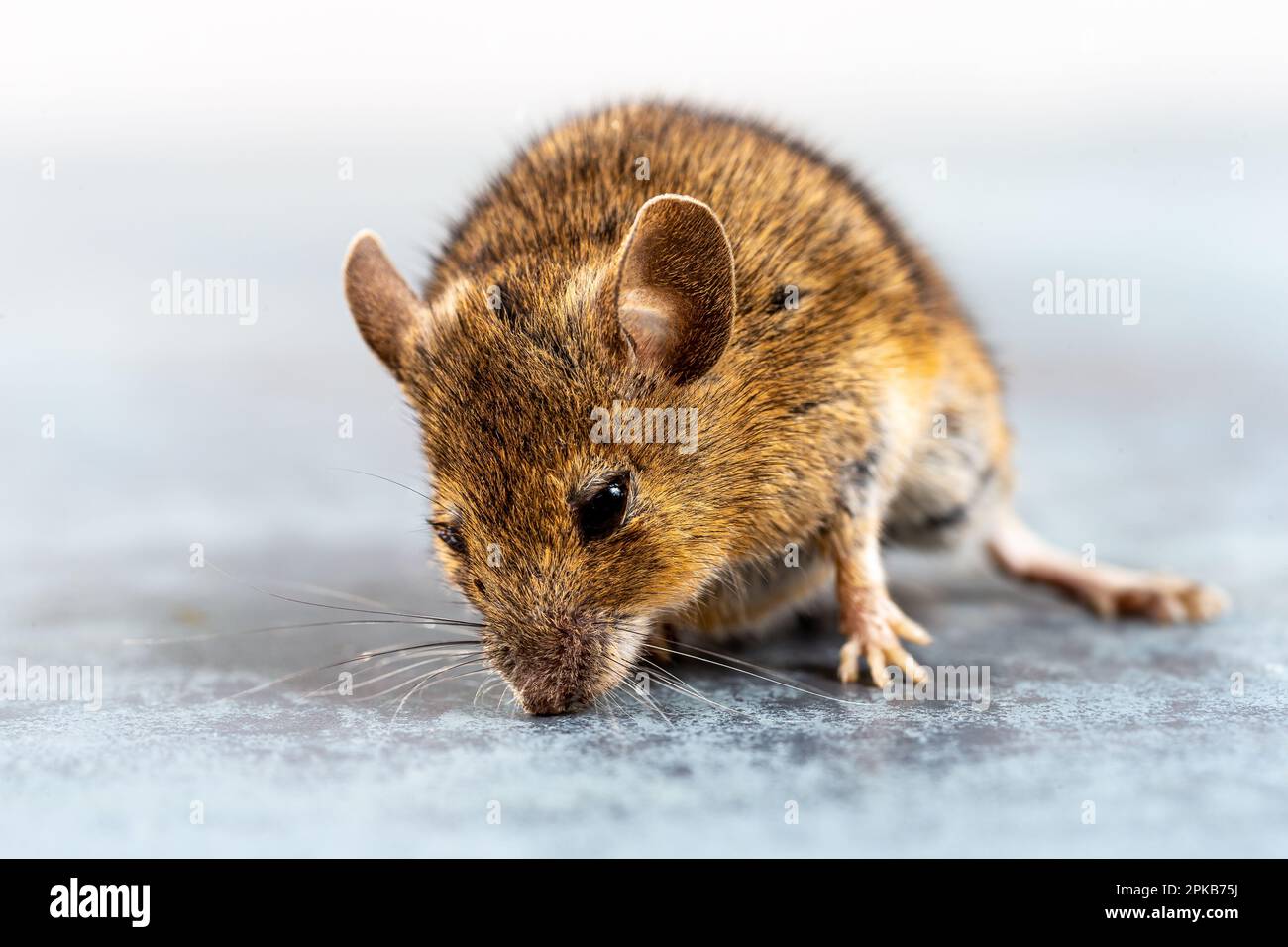 Field mouse- close-up, front view Stock Photo - Alamy