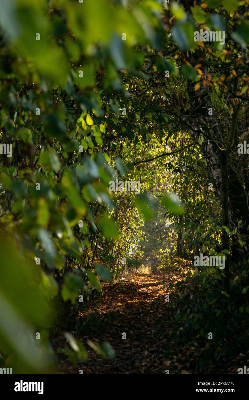 October sunrise hike in deciduous forest Stock Photo - Alamy