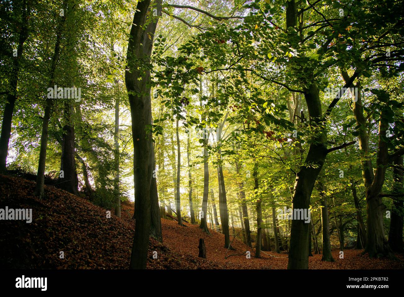 October sunrise hike in deciduous forest Stock Photo - Alamy