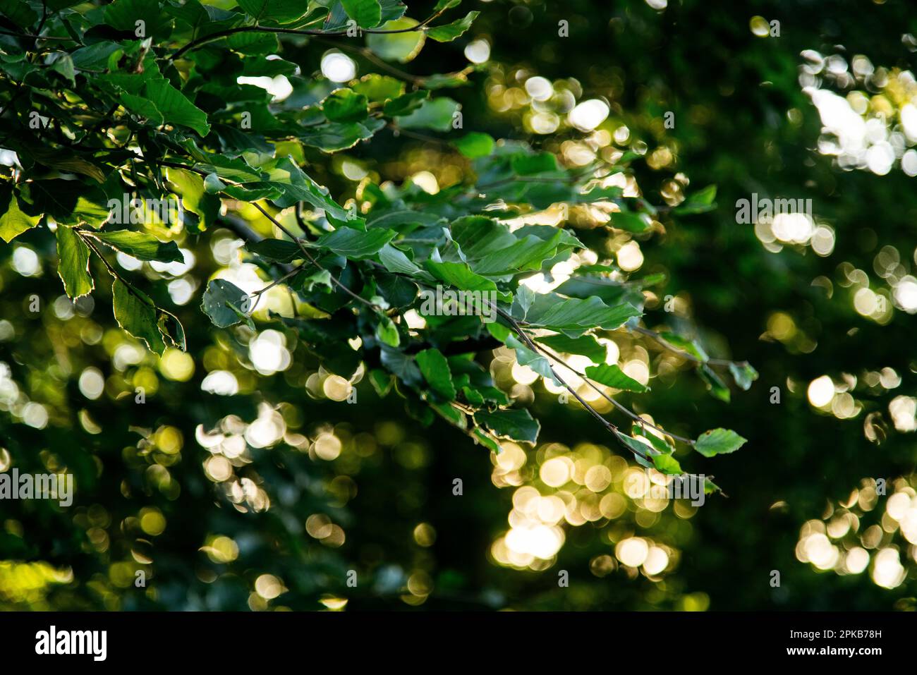 Backlight leaves hi-res stock photography and images - Alamy