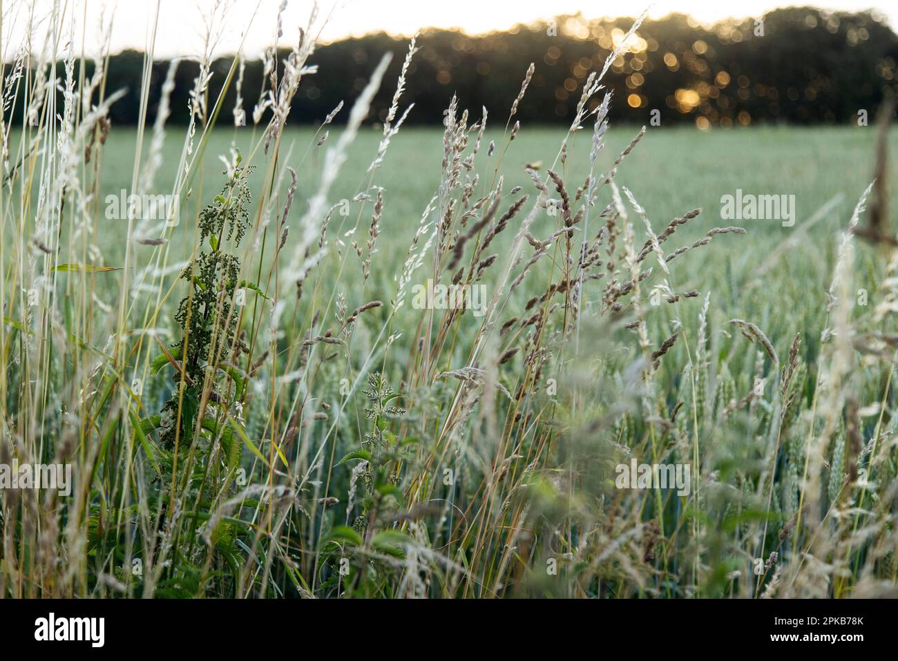 Edge of field nettles hi-res stock photography and images - Alamy