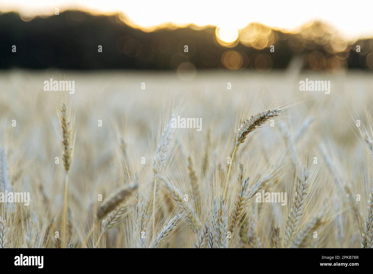 Rye field towards sunset hi-res stock photography and images - Alamy
