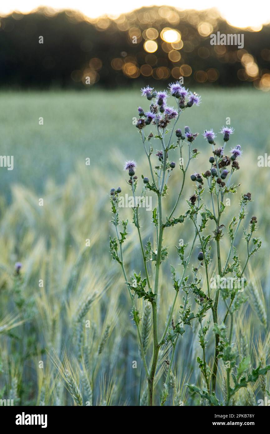 Landscape thistle field on hi-res stock photography and images - Alamy
