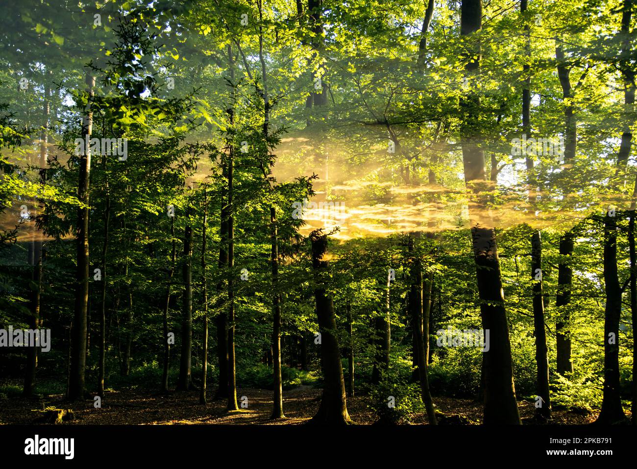 Double exposures summer forest and grass and sunset Stock Photo - Alamy