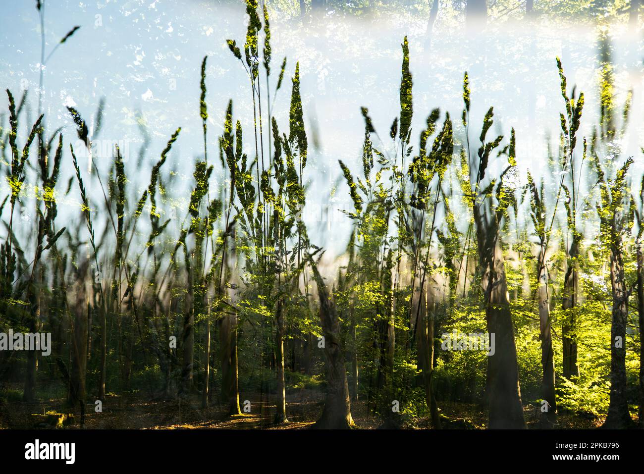 Double exposures summer forest and grass and sunset Stock Photo - Alamy