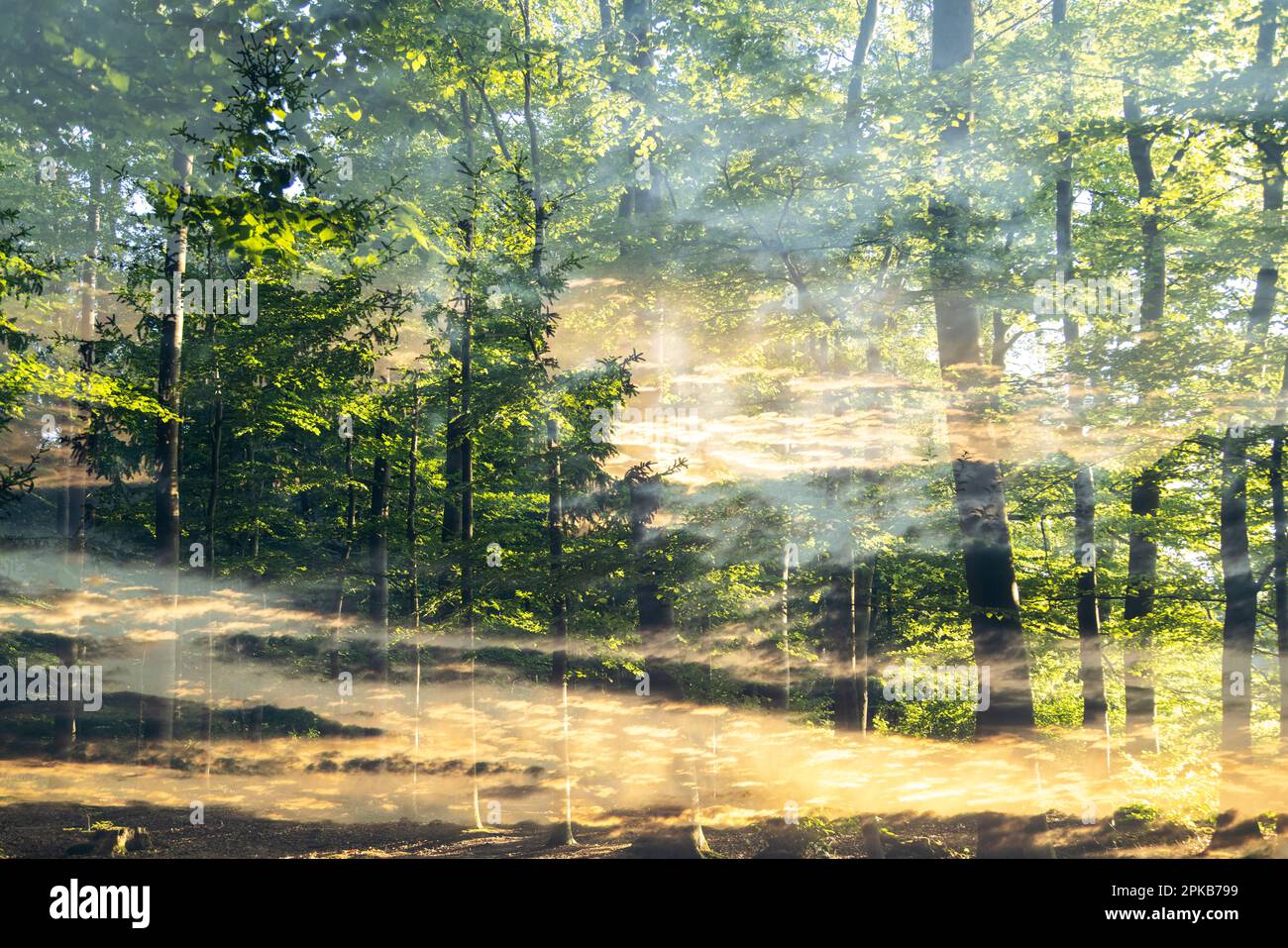 Double exposures summer forest and grass and sunset Stock Photo - Alamy