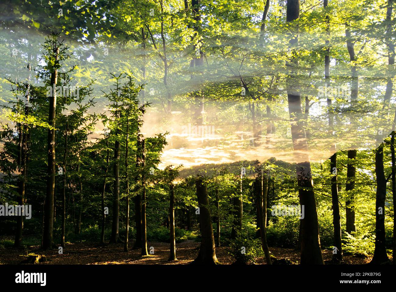 Double exposures summer forest and grass and sunset Stock Photo - Alamy