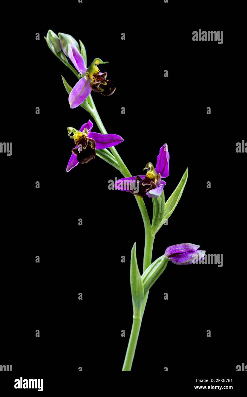 Orchid on black background Stock Photo - Alamy
