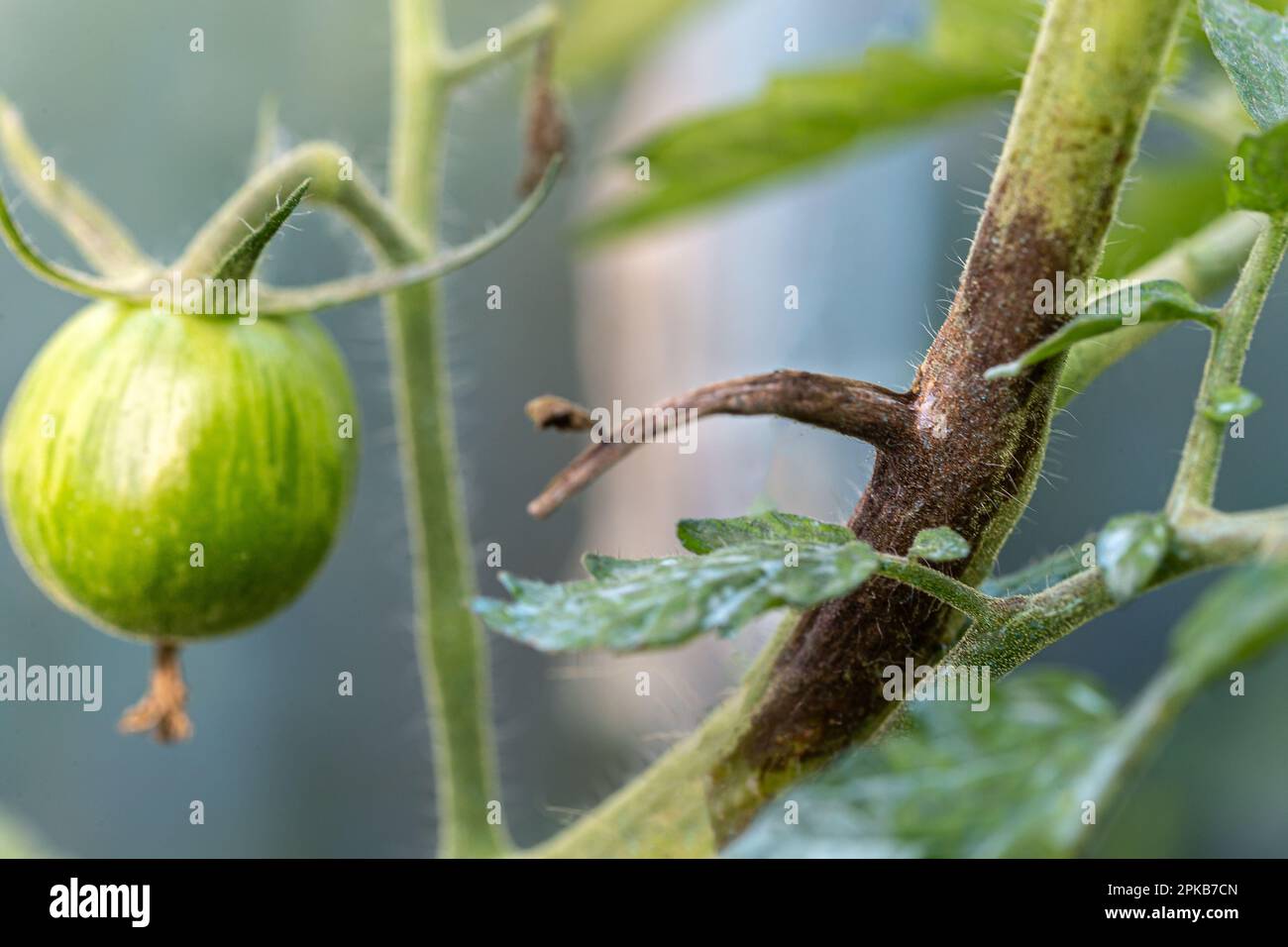 Leaves and stems of tomato plants attacked by mildew Stock Photo - Alamy