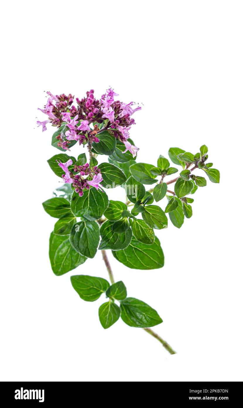 Blooming oregano Cut Out Stock Images & Pictures - Alamy
