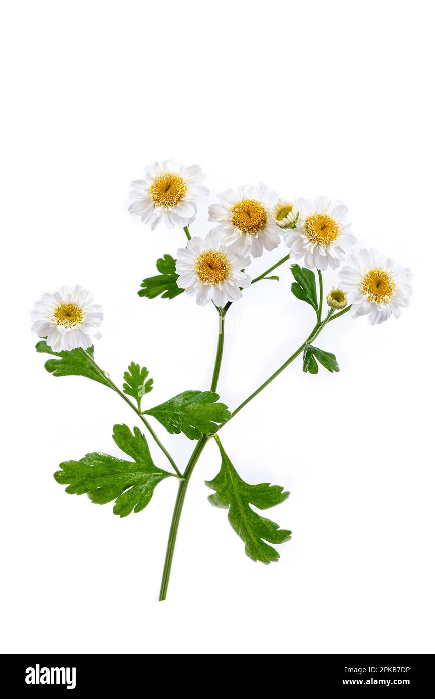 Roman chamomile (chamaemelum nobile) on white background Stock Photo ...