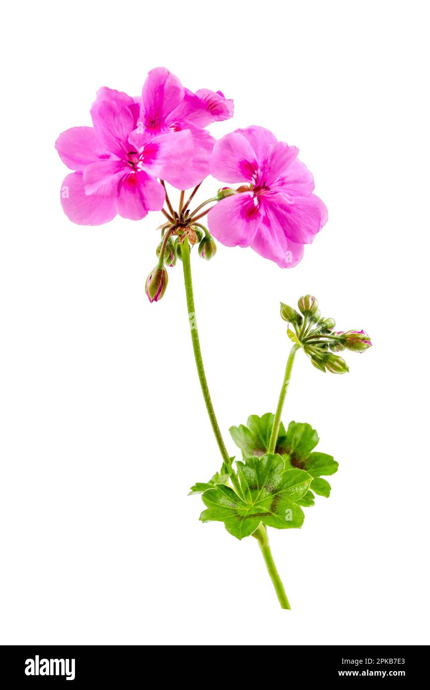 Branch of Bourbon geranium (pelargonium graveolens) in magenta bloom on ...