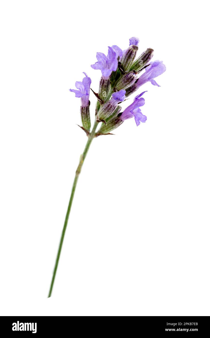 Close up of a sprig of lavender (lavandala angustifolia) on a white ...