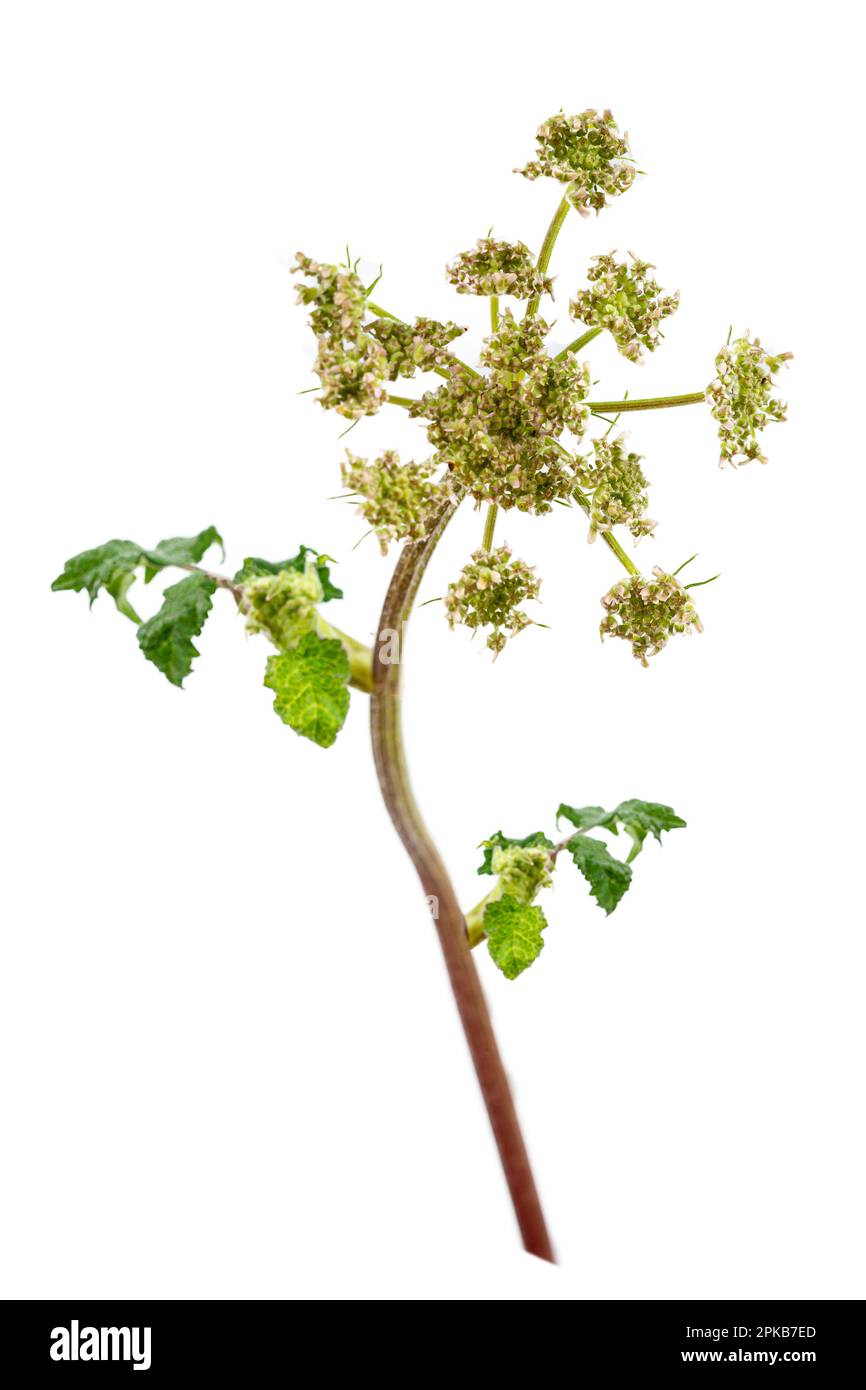 Angelica branch (angelica archangelica) on white background Stock Photo ...