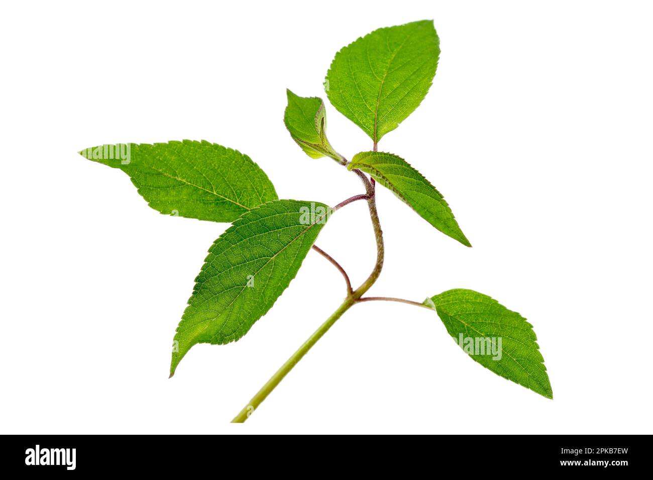 Pineapple sage (salvia elegans) twig on white background cutout Stock ...
