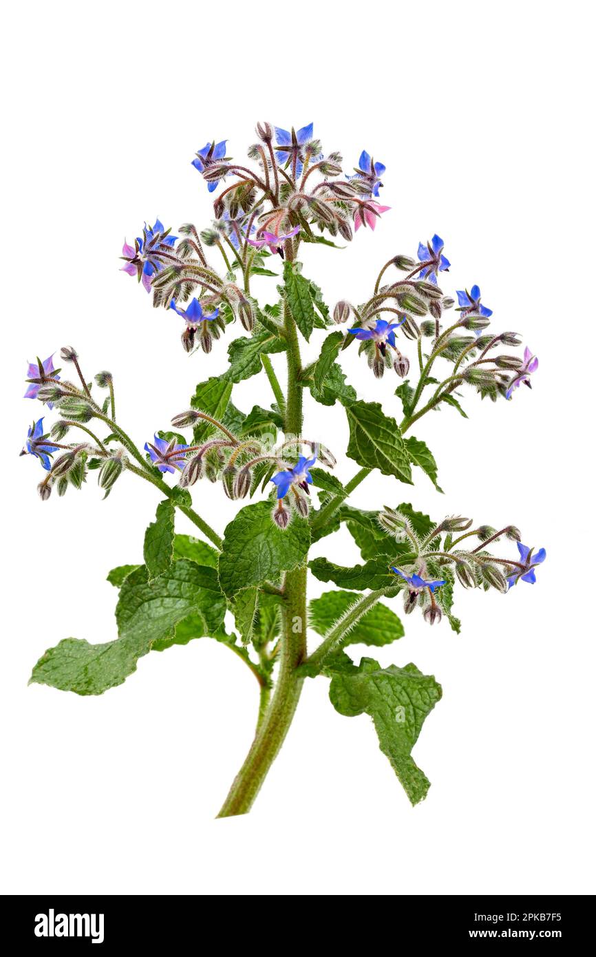 Common borage borago officinalis hi-res stock photography and images ...