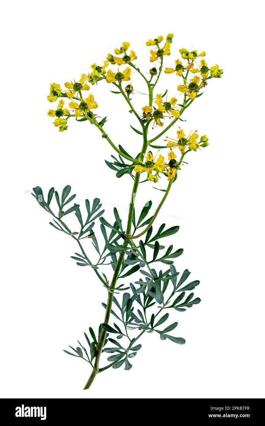 Ruta graveolens or garden street or foul street, flowering plant from ...