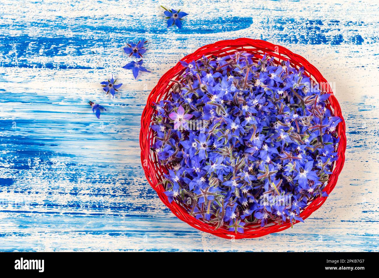 Harvest of borage flowers (borago officinalis) top view on blue ...