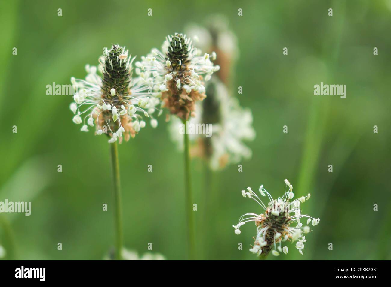 flowering plants of ribwort plantain Stock Photo - Alamy