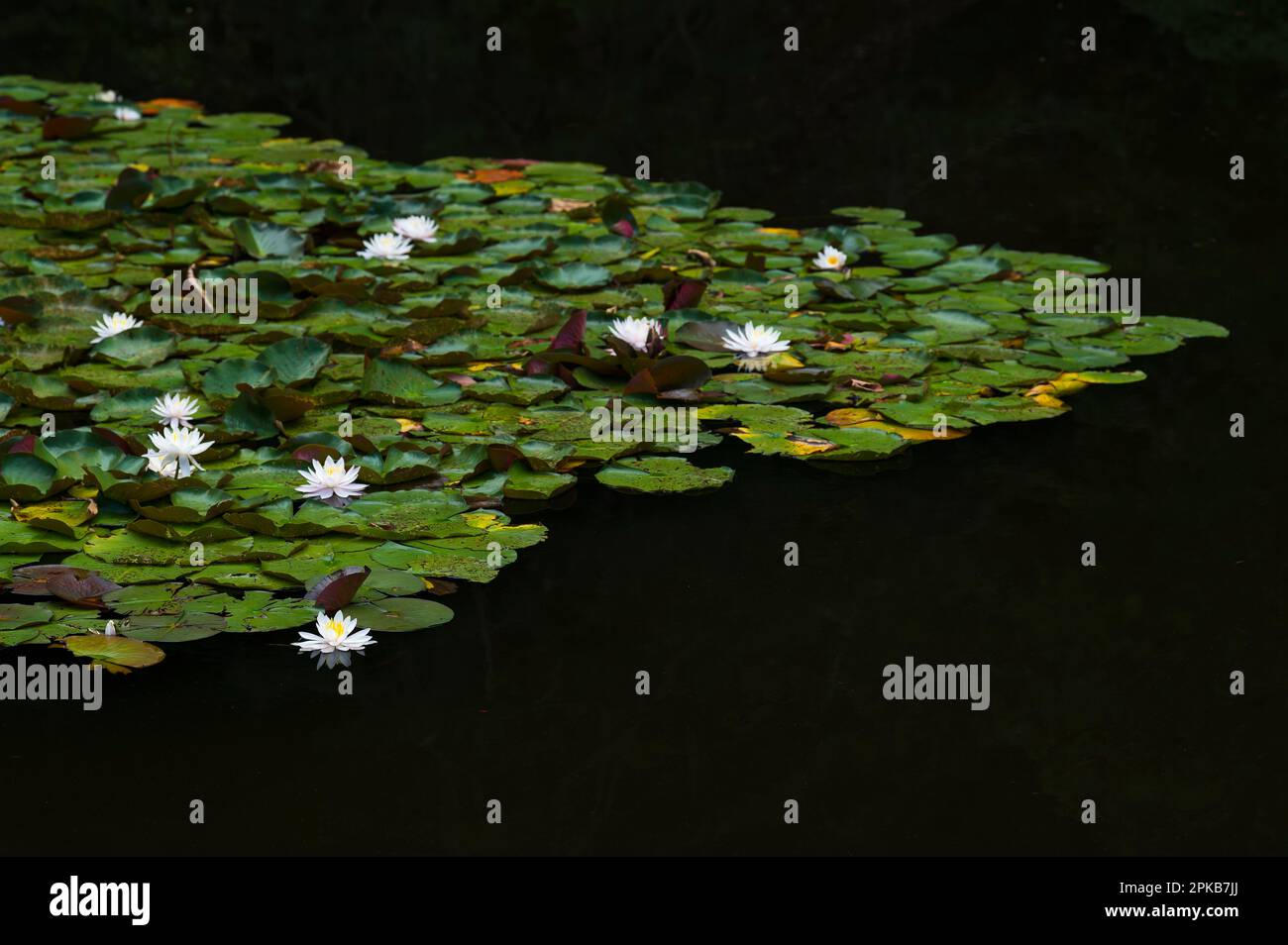 Water lilies, bright flowers and floating leaves float on the dark ...