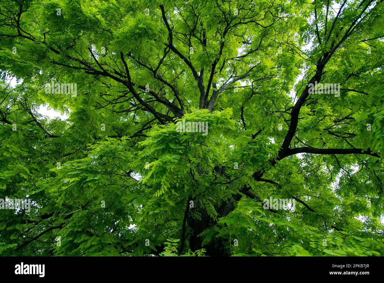 Golden robinia hi-res stock photography and images - Alamy