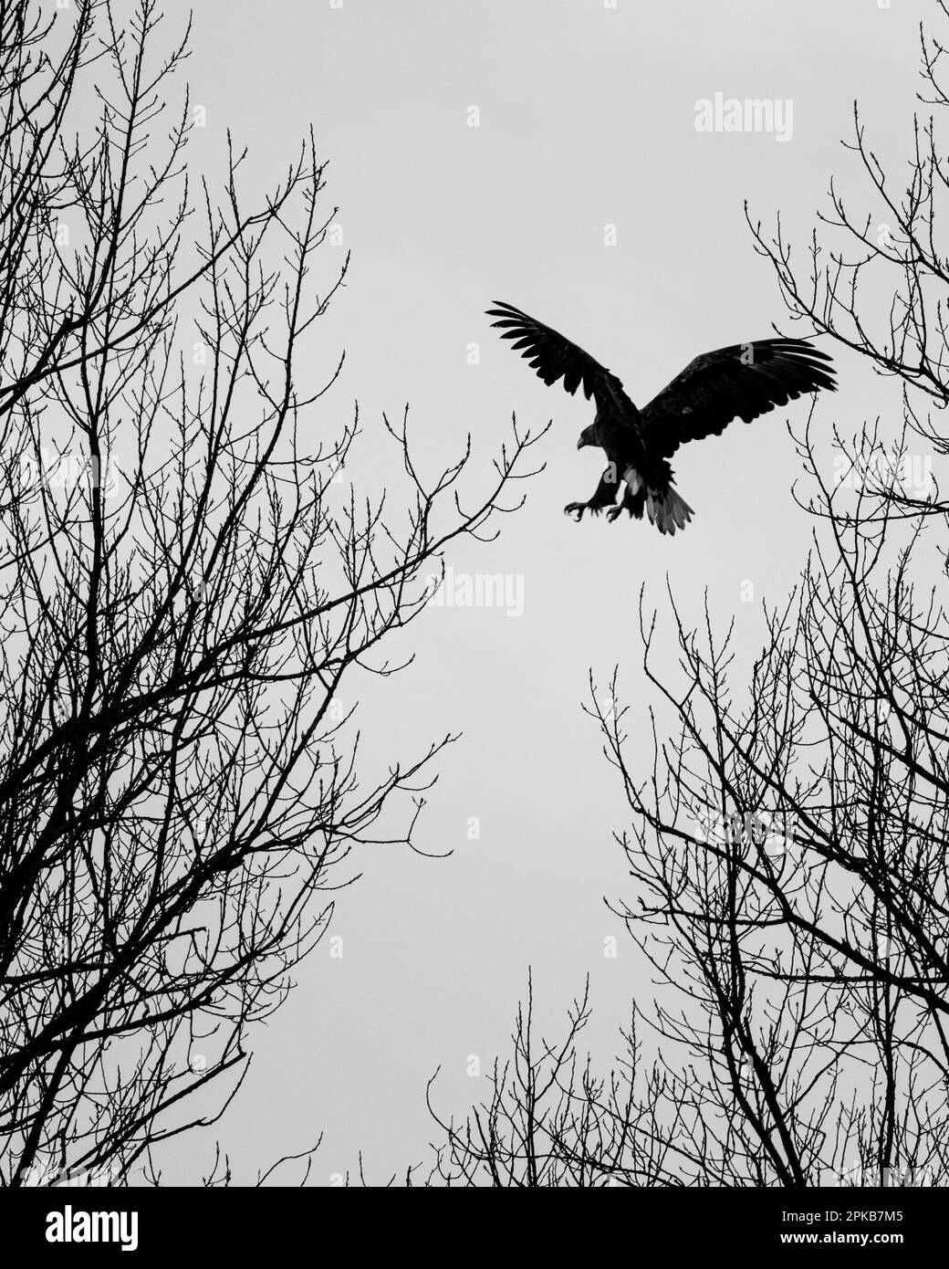 White tailed eagle landing on a tree hi-res stock photography and ...