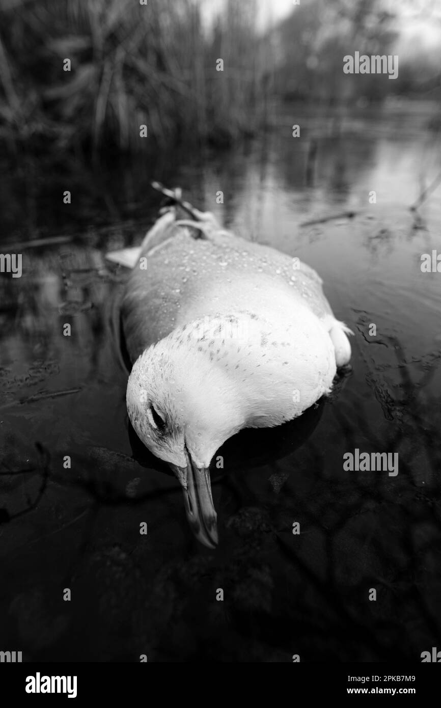 Dead seagull hi-res stock photography and images - Alamy