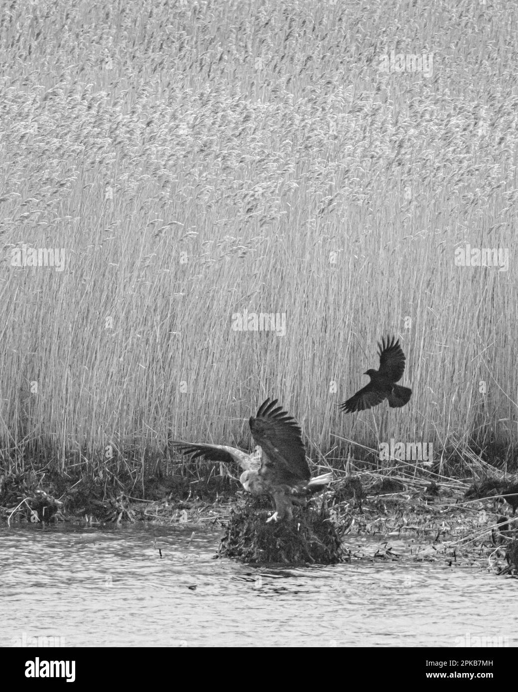 White tailed eagle at winter Black and White Stock Photos & Images - Alamy
