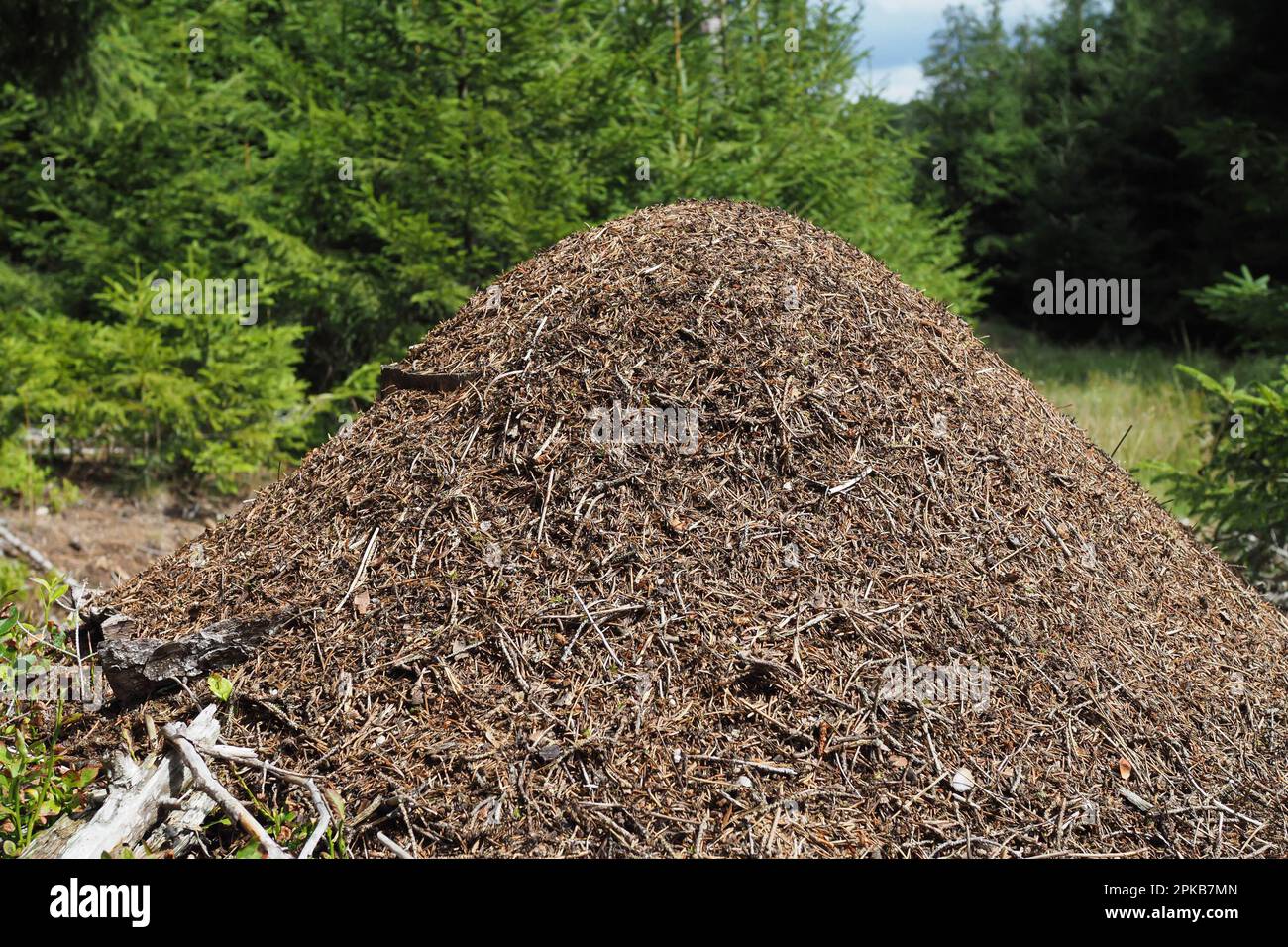 Big ant hill in a spruce forest Stock Photo - Alamy