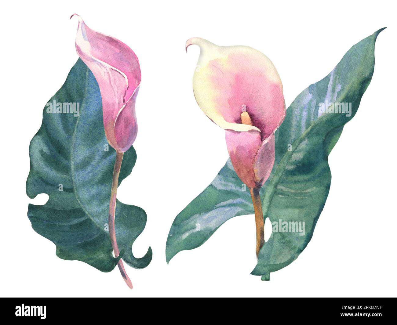 Set of Callas. tropical flowers and leaves watercolor painting ...