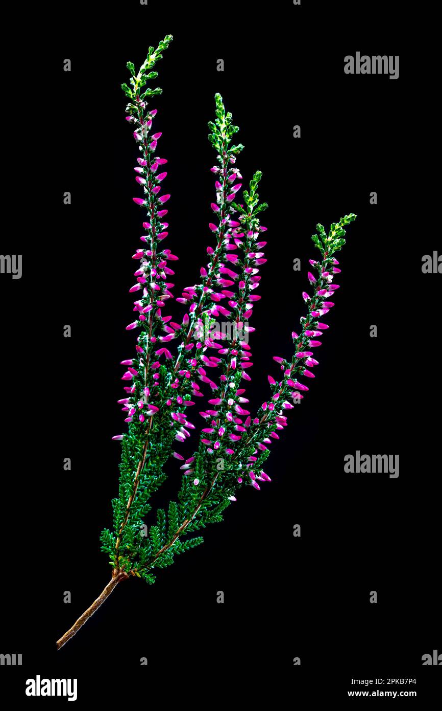 Sprig of heather (calluna vulgaris) close-up on white background cutout ...