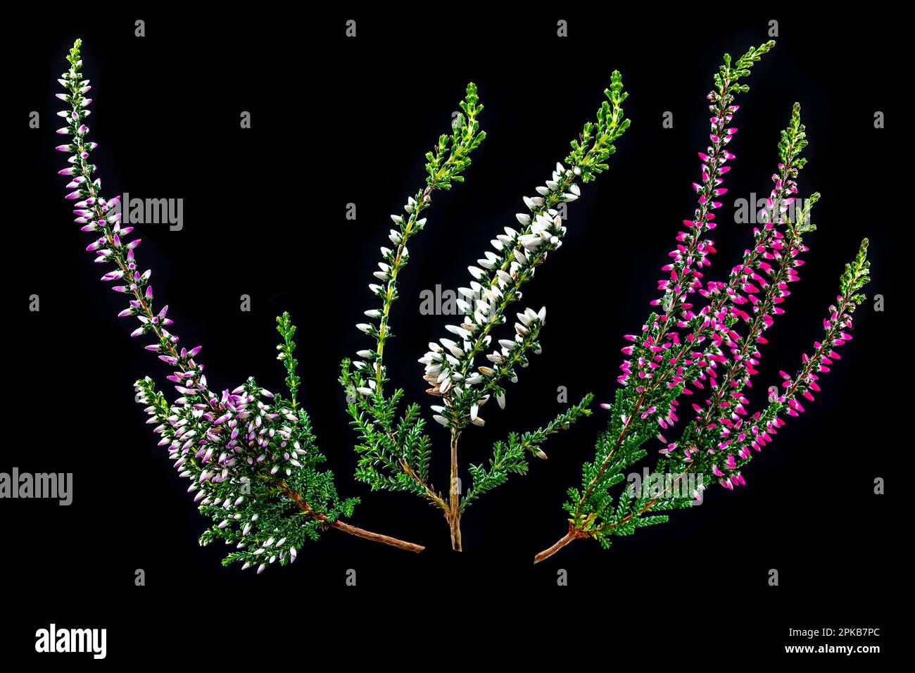 Three sprigs of red heather (calluna vulgaris) close-up on white ...