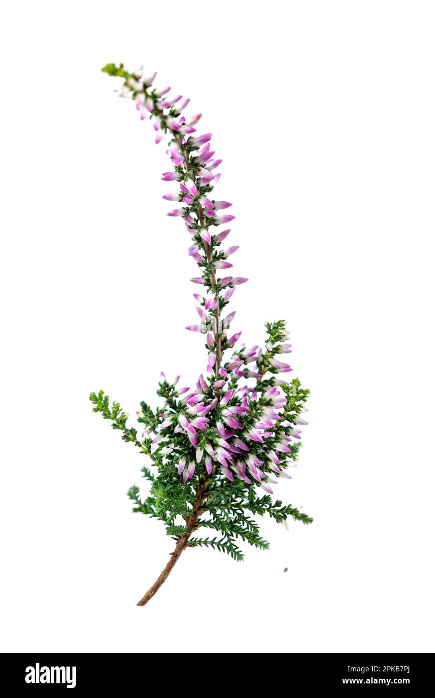 Heather family plant Cut Out Stock Images & Pictures - Alamy