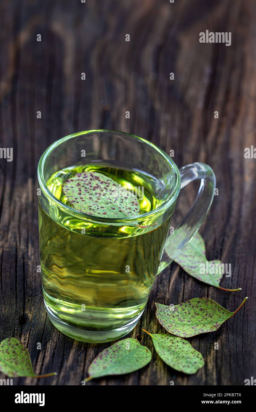 Infusion of the leaves hi-res stock photography and images - Alamy