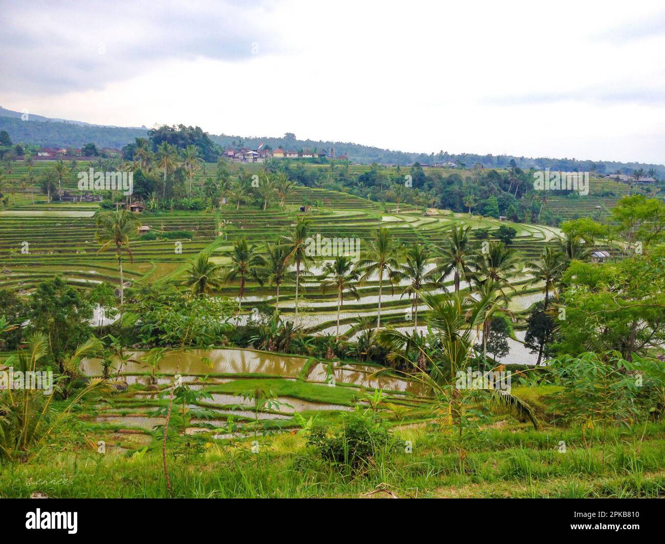 Bali and its beautiful rice terraces, landscape shot, spectacular ...