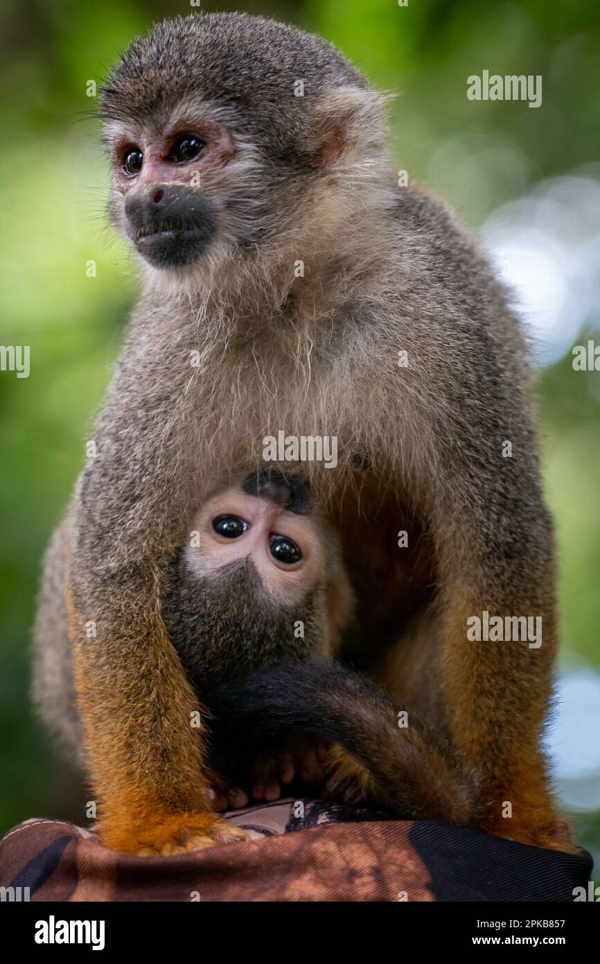 Isla de los micos colombia hi-res stock photography and images - Alamy