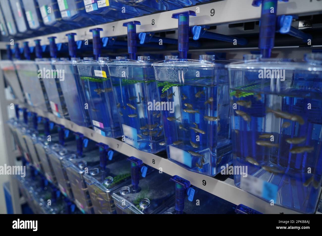 Study on opportunistic infections with Burkholderia cepacia complex ...