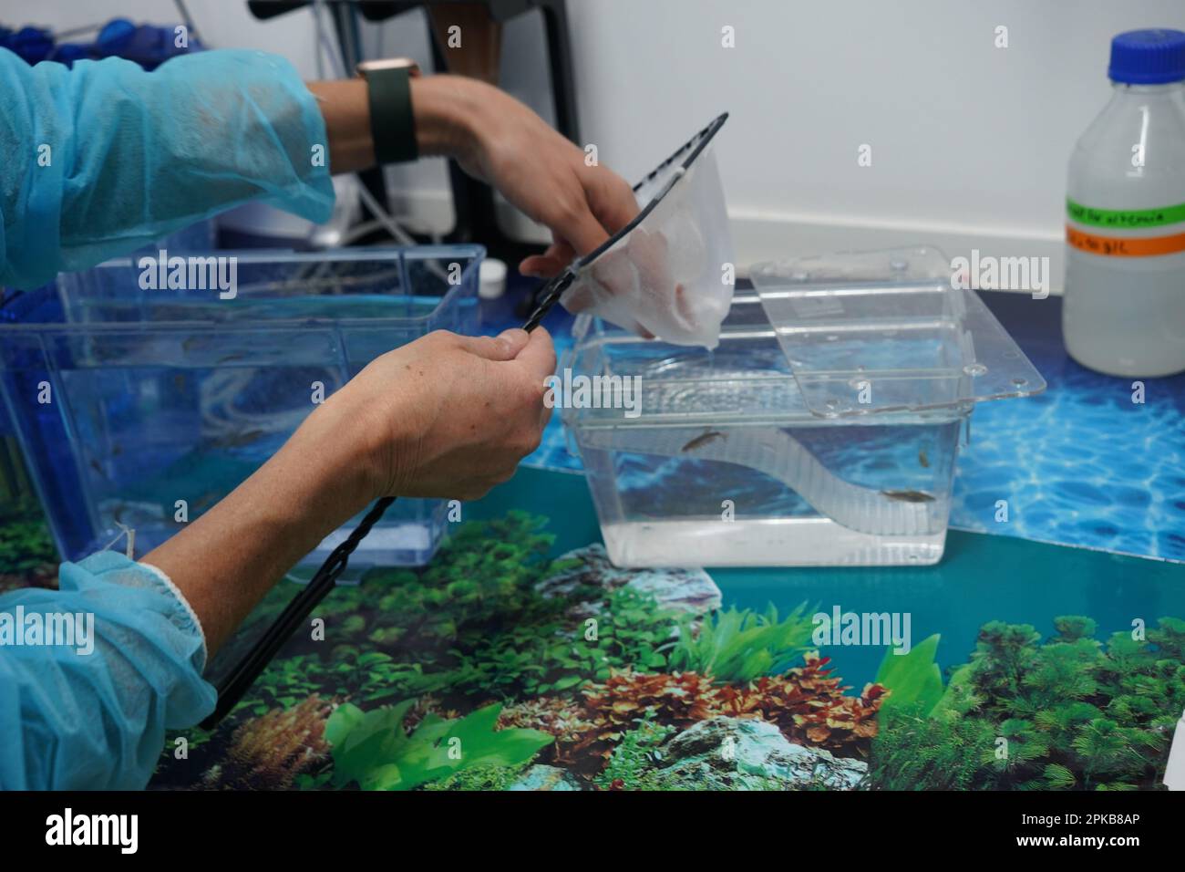 Study on opportunistic infections with Burkholderia cepacia complex ...