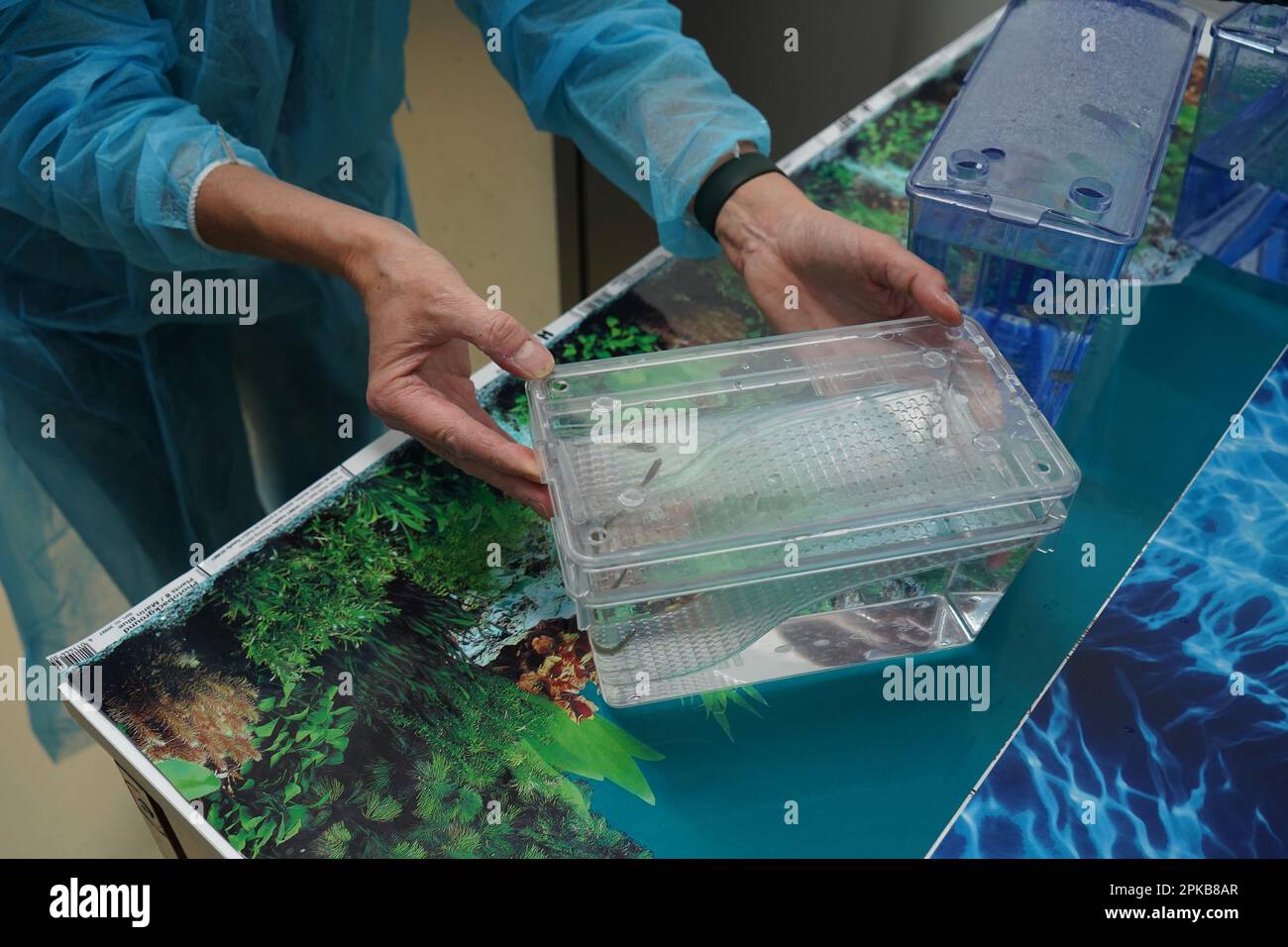 Study on opportunistic infections with Burkholderia cepacia complex ...