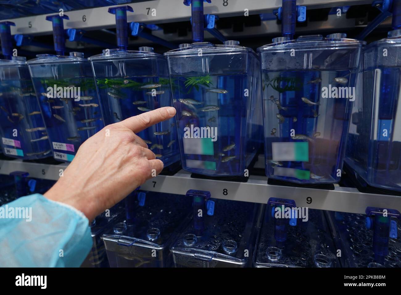 Study on opportunistic infections with Burkholderia cepacia complex ...