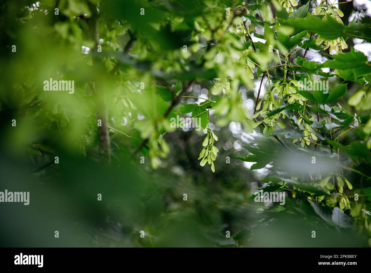 Tree top walk in Bad Iburg, Teutoburg Forest, in summer, deciduous ...