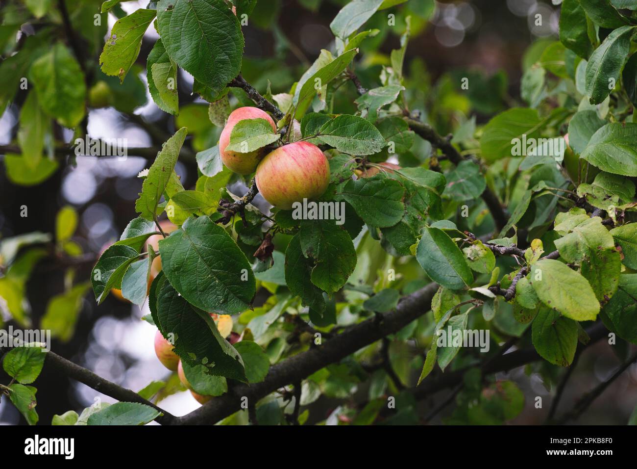 Apple tree with fruits Stock Photo - Alamy