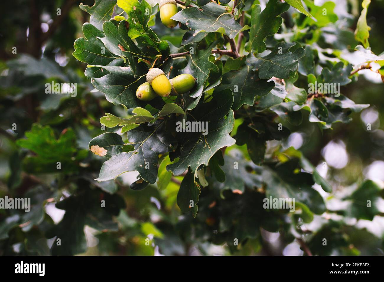 Acorns oak tree hi-res stock photography and images - Alamy