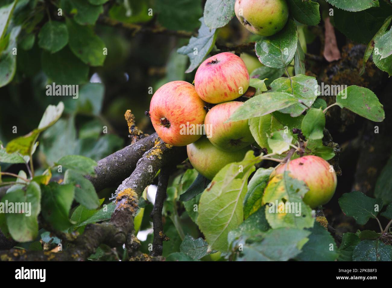 Apple tree with fruits Stock Photo - Alamy