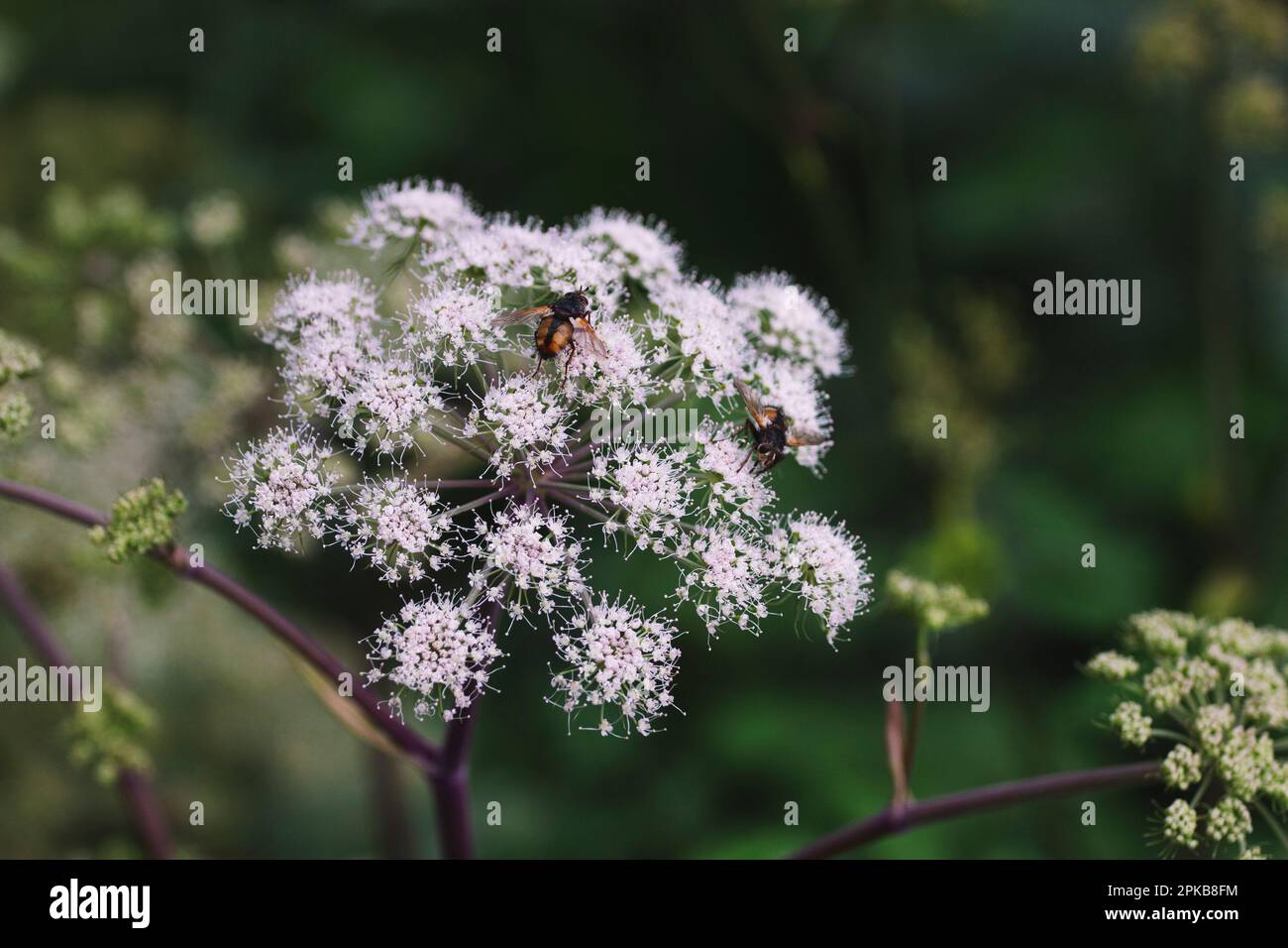 Meadow insects hi-res stock photography and images - Alamy