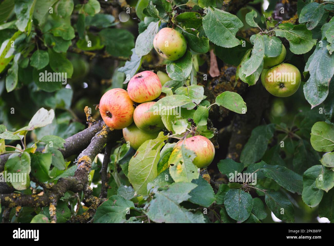 Apple tree with fruits Stock Photo - Alamy